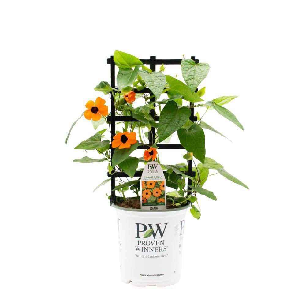 Proven Winners 7 in. Royale Orange A-Peel Black-Eyed Susan Vine ...