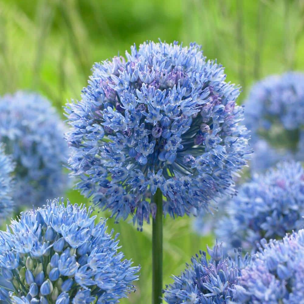 Garden State Bulb 5 cm Allium Persian Blue Flower Bulbs (Bag of 25) ECF ...