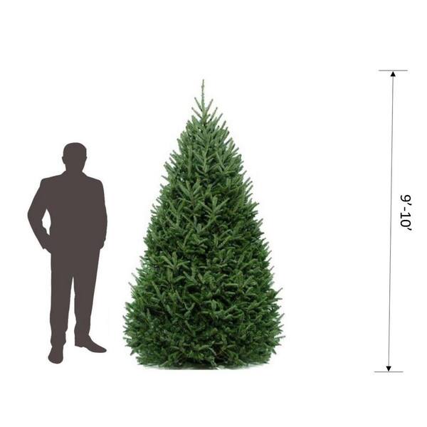 9 ft. 10 ft. Freshly Cut Live Abies Fraser Fir Christmas Tree 560800 The Home Depot