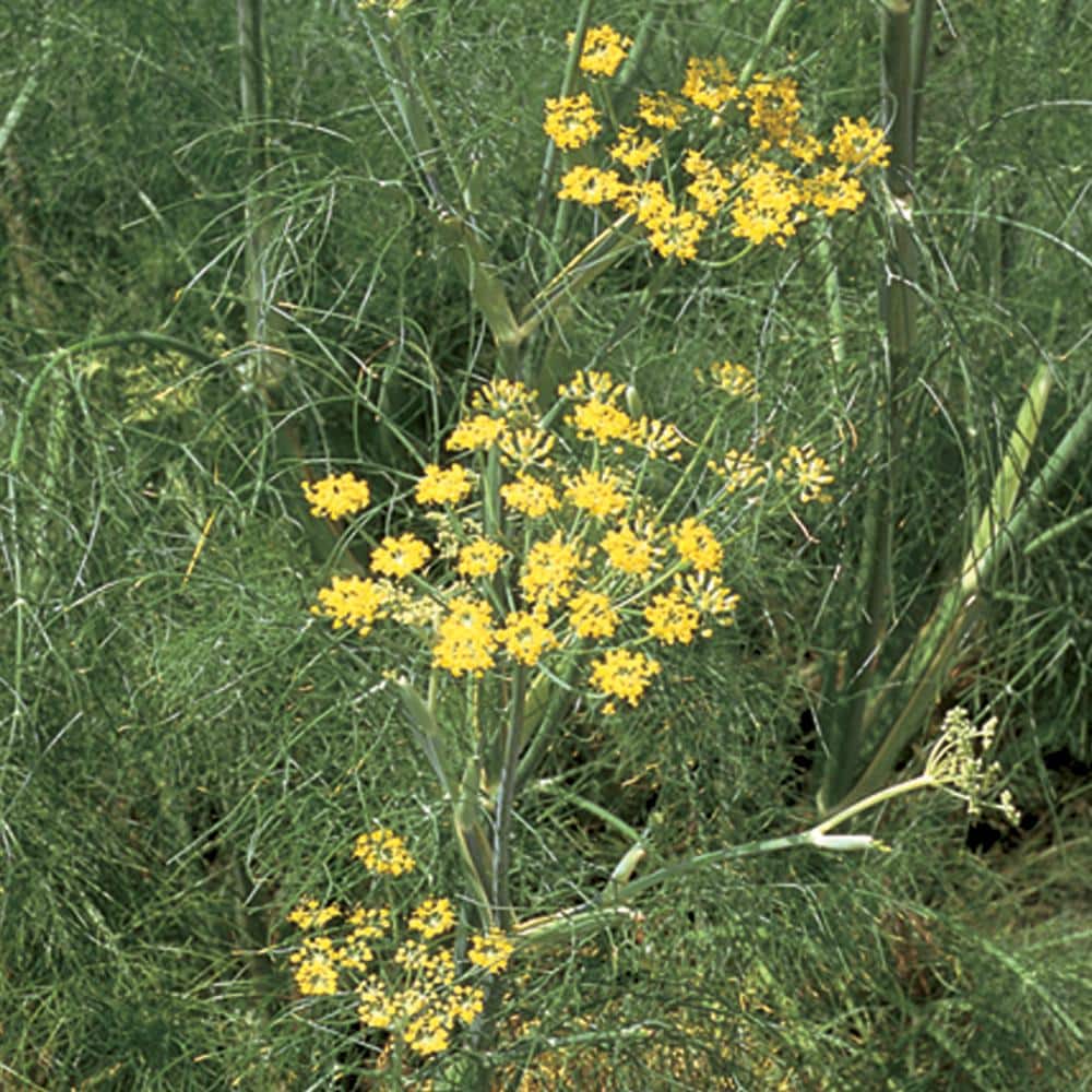 Garden Club 12 oz. Dill Fern 'Fernleaf' Herb Plant 1008740923 - The ...