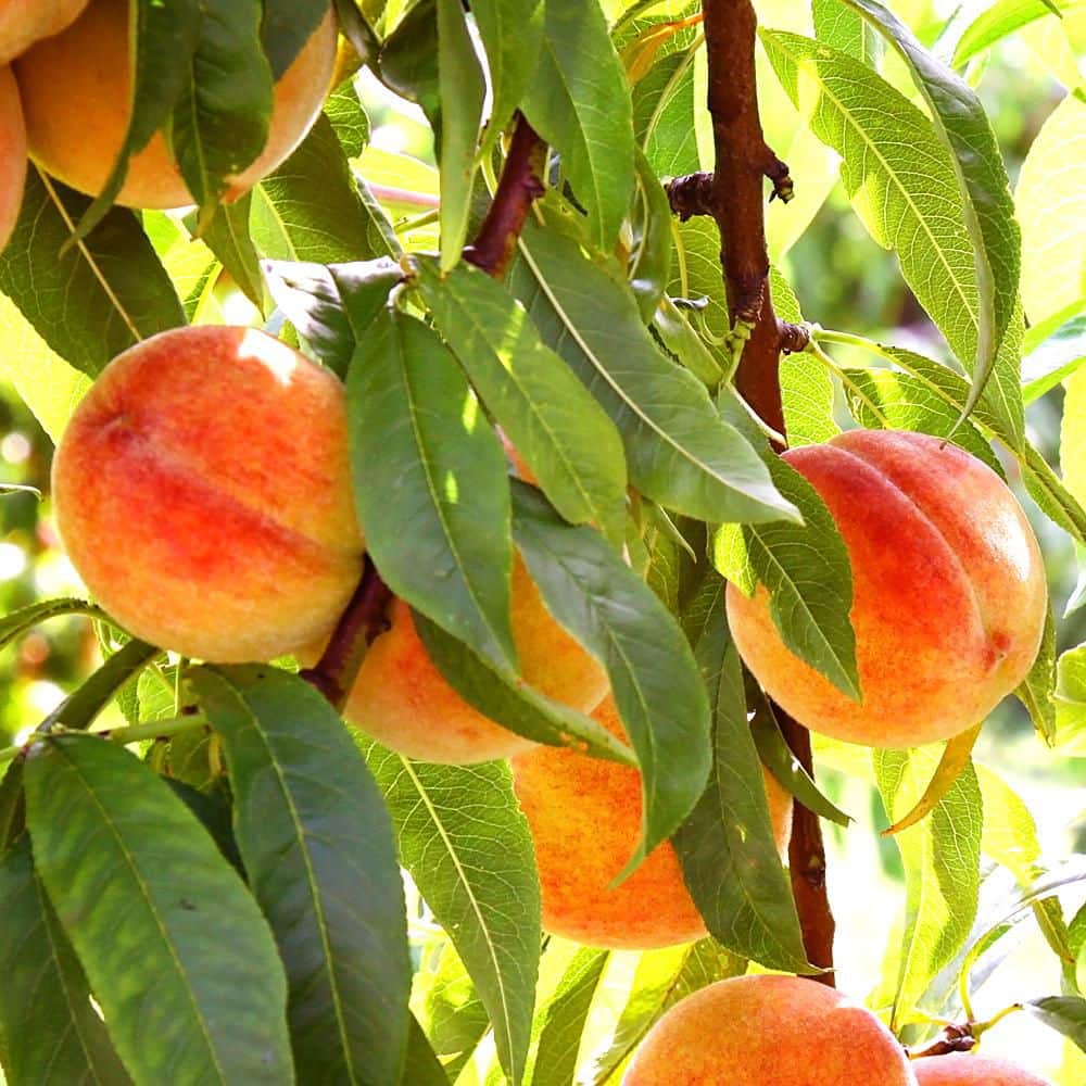 7 Gal. Carored Peach Fruit Tree PCHCRD07G - The Home Depot