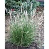 Online Orchards 1 Gal. Dwarf Fountain Grass - Widely Adaptable Compact ...