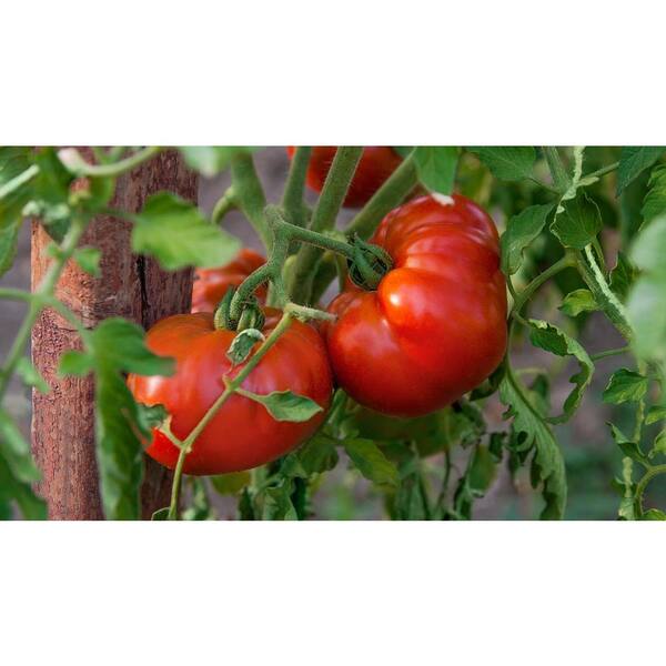 national PLANT NETWORK 2.5 in. Chef's Choice Red Tomato Plant (3-Pack) HD1620 - The Home Depot