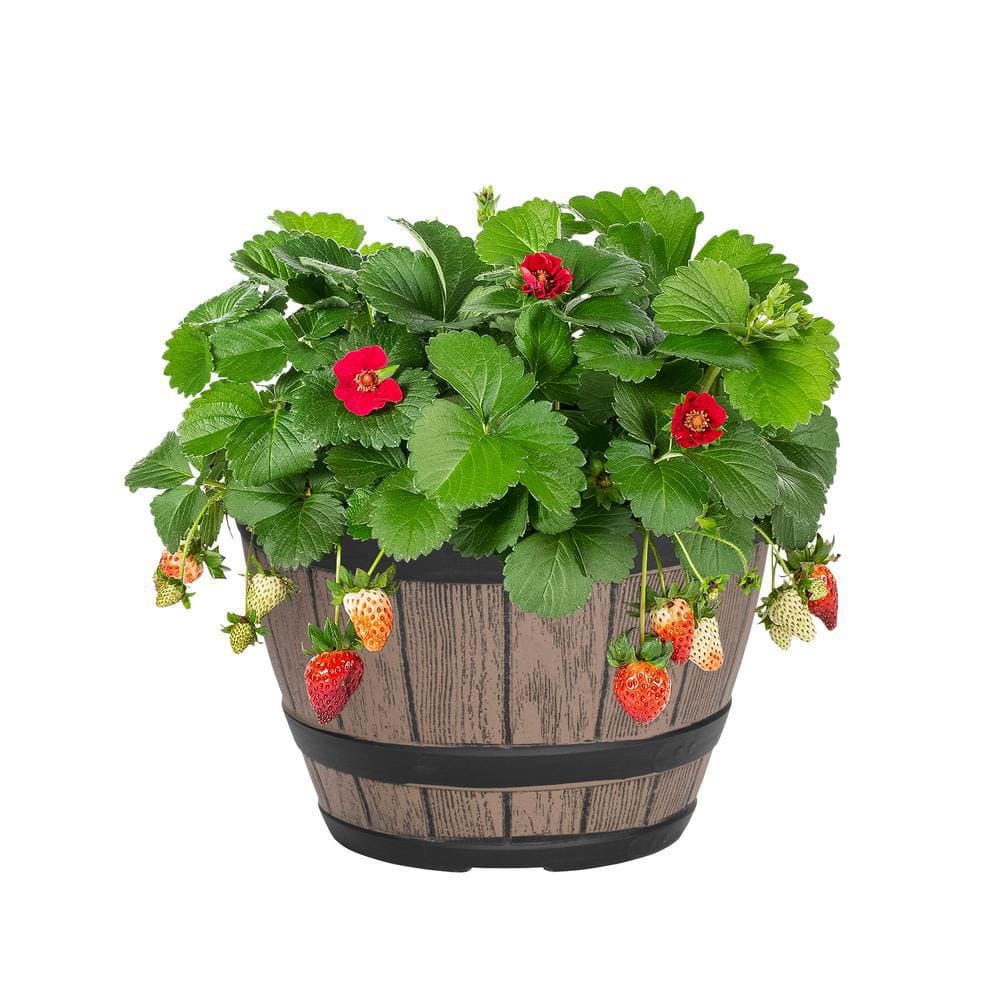 Burpee 1 Gal. Strawberry Red in Decorative Napa Barrel Perennial Fruit ...
