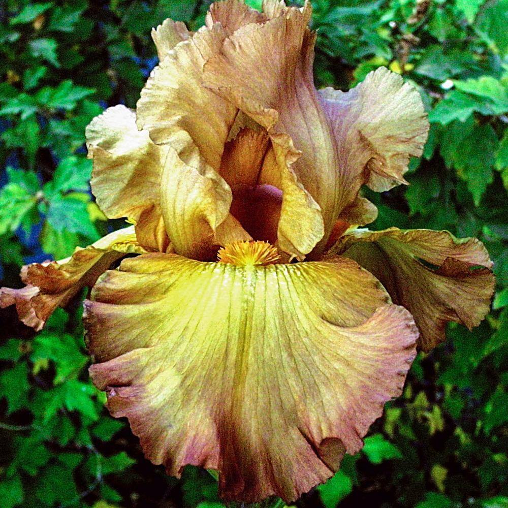Breck's Lord of Rings Reblooming Bearded Iris Dormant Bare Root ...
