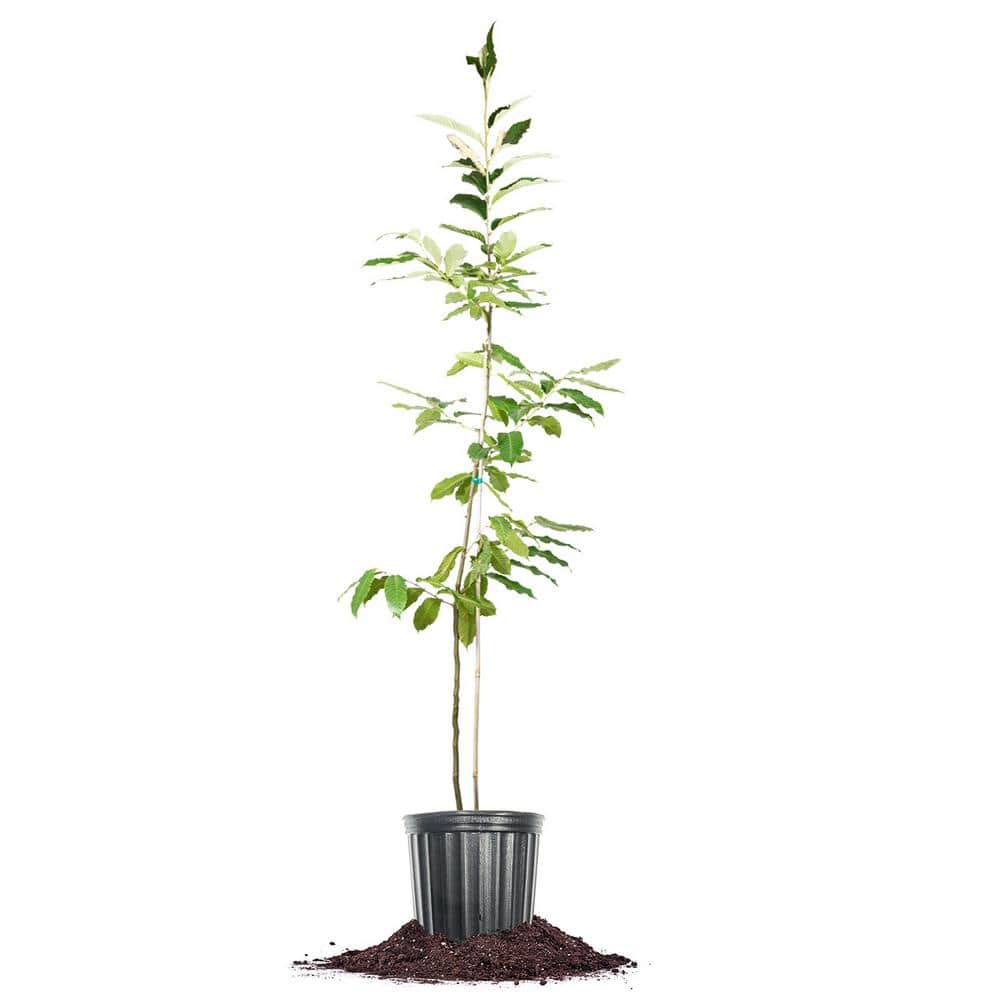 Perfect Plants American Hybrid Chestnut Tree 1 Gal. Growers Pot ...