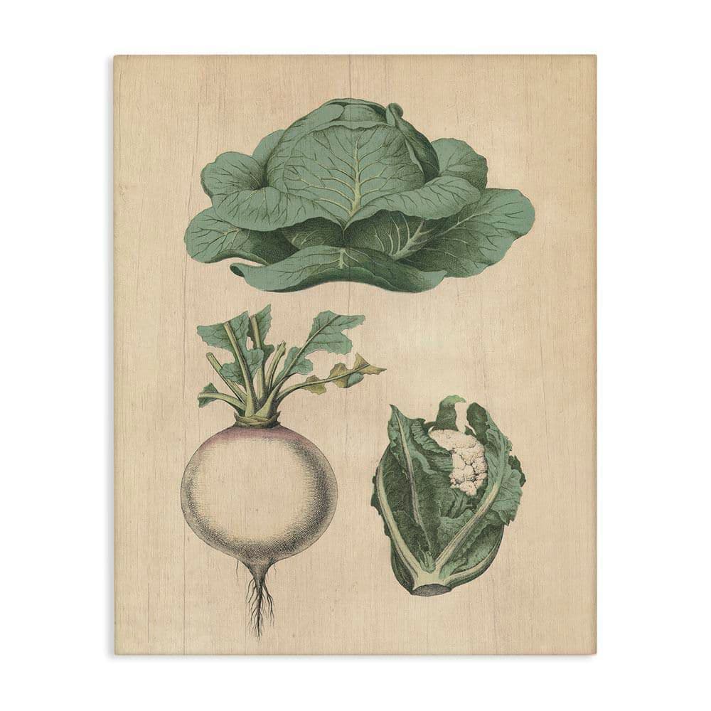 Stupell Industries Vintage Garden Vegetables by Daphne Polselli ...