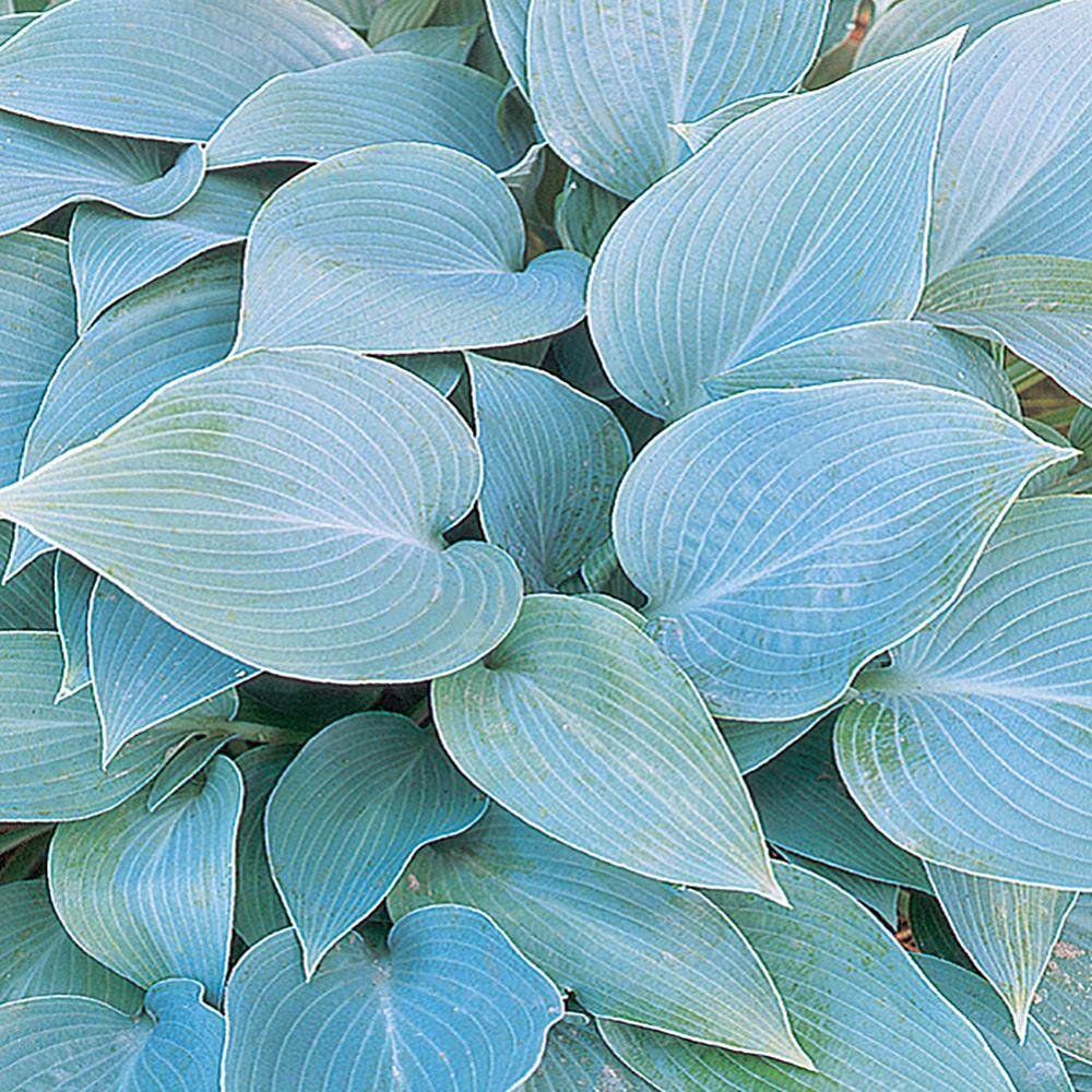 #1 Halcyon Blue Hosta Plant 629 - The Home Depot