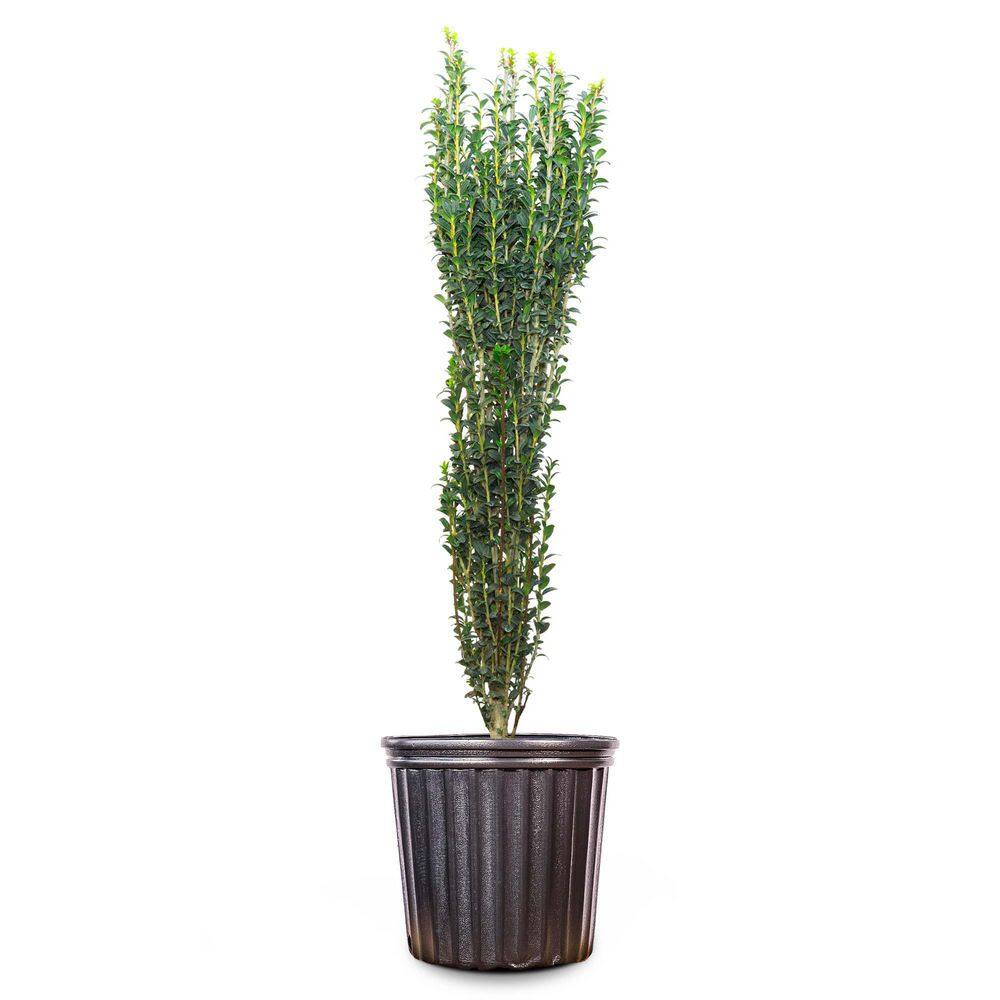Perfect Plants Sky Pencil Holly Shrub in 3 Gal. Grower's Pot HD-Sky ...