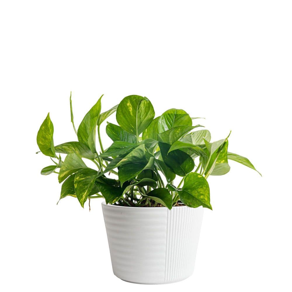 Reviews for Costa Farms Pothos Indoor Plant in 6 in. Decor Planter ...
