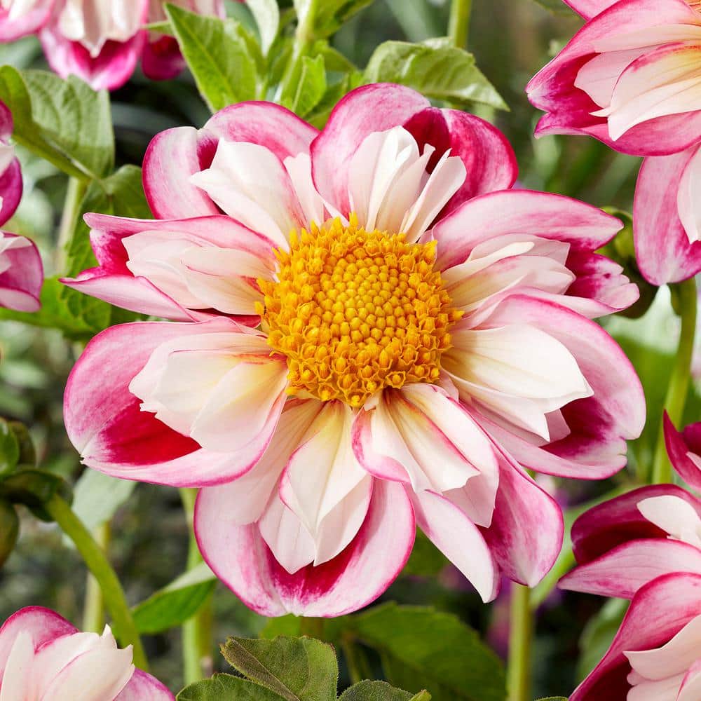 Vigoro Bumble Rumble Anemone Dahlia Flower Bulbs, Bare Roots (Bag of 2 ...
