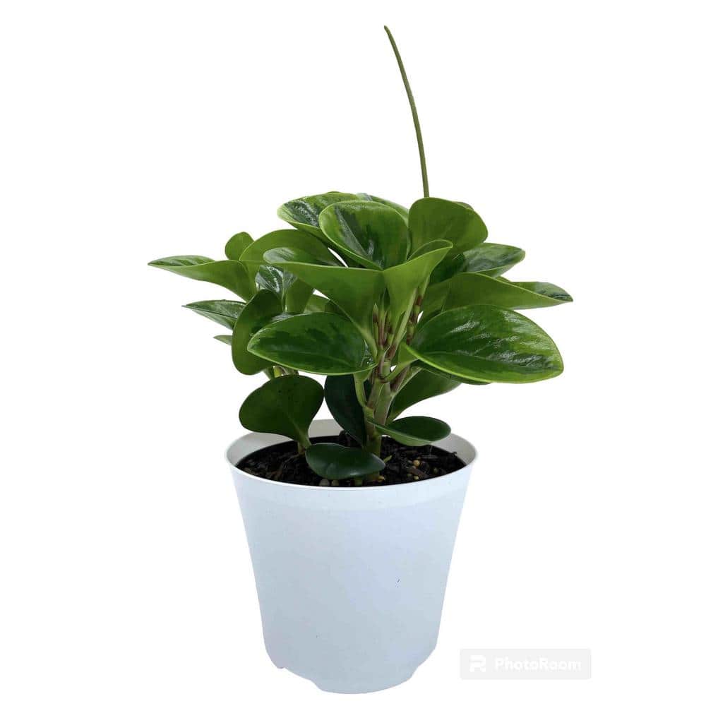 EVERBLOOM GROWERS, INC. 6 in. Peperomia Lemon Lime Plant in Deco Pot ...