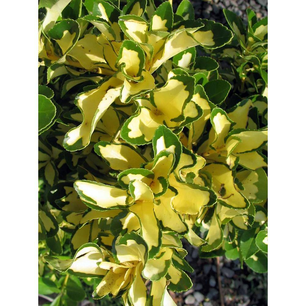 Online Orchards 1 Gal. Silver King Euonymus Shrub Evergreen Leaves with ...