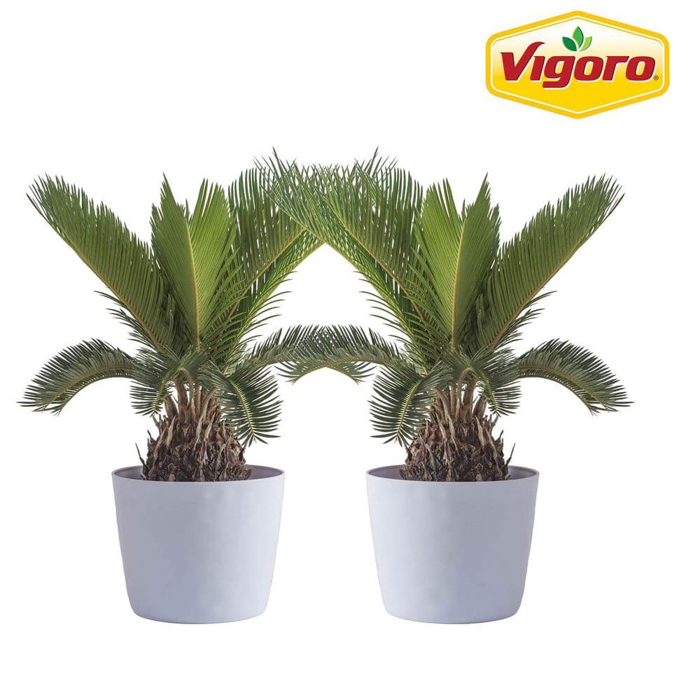 Treat Scale On Sago Palm