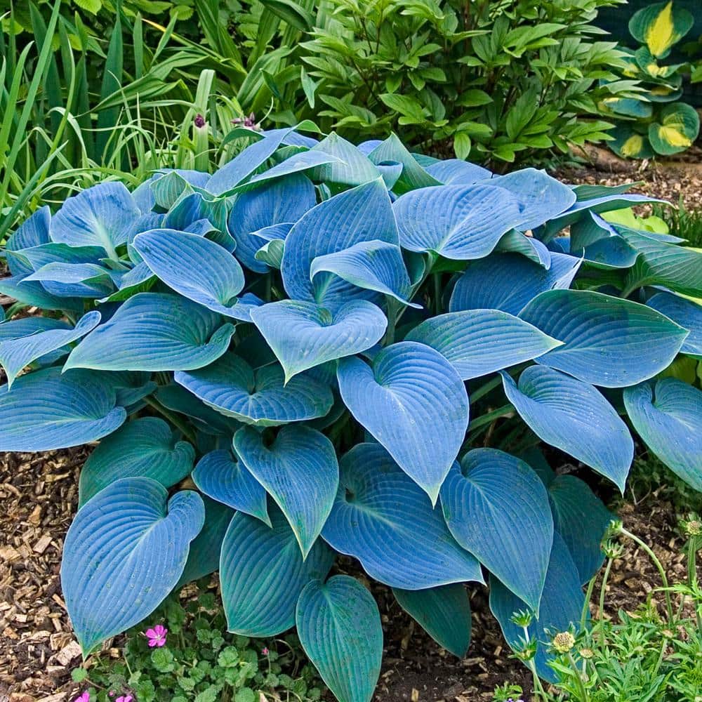 Spring Hill Nurseries 3 Gal. Pot, Halcyon Hosta Deciduous Perennial ...
