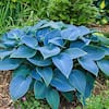 Spring Hill Nurseries Halcyon Hosta Dormant Bare Root Perennial Plant ...