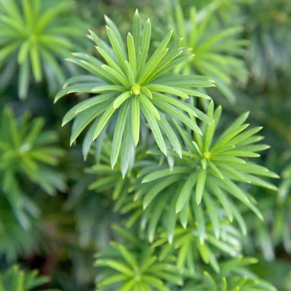 SOUTHERN LIVING 2 Gal. Plum Yew Yewtopia, Live Evergreen Shrub, Dark ...