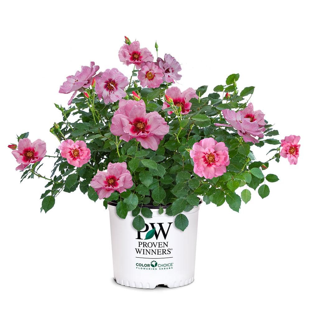 PROVEN WINNERS 2 Gal. Ringo Double Pink Rose Shrub 18340 - The Home Depot