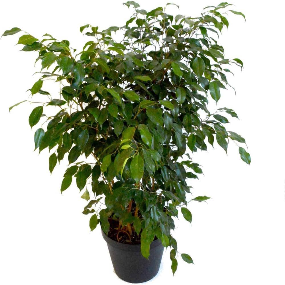 Wekiva Foliage Ficus Benjamina Weeping Fig Bush-Live Plant in a 10 in ...