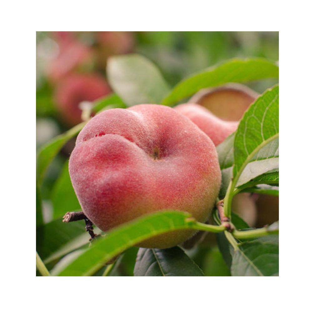 Southern Living 5 Gal. Red Globe Peach Tree PCHRGL05G - The Home Depot