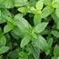National Plant Network 4 in. Button Fern Polystichum Plant in Grower ...