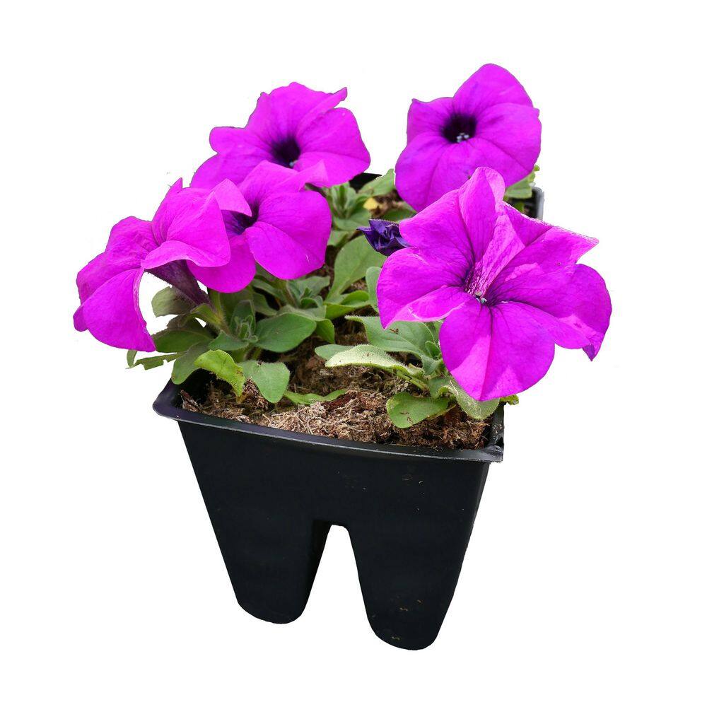 6 PK Petunia Annual Plant with Assorted Colored Flowers 1001251310 ...