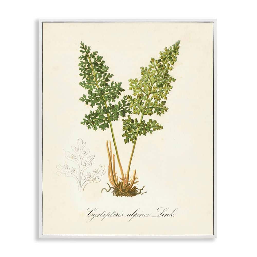 Stupell Industries Biological Plant Study by Tina Higgins Designs, Inc ...