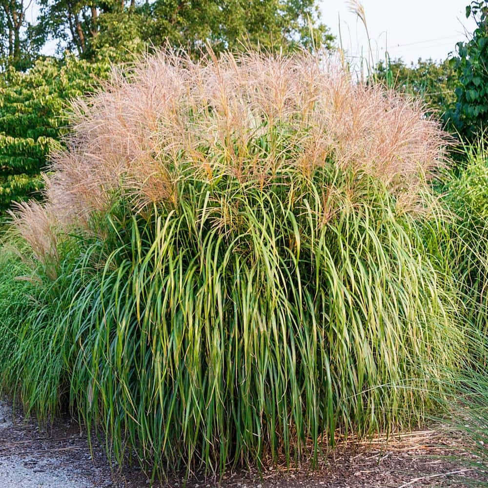DIRECT GARDENING Maiden Miscanthus Ornamental Grass Dormant Bare Root ...
