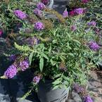 OnlinePlantCenter 3 Gal. Buzz Hot Raspberry Butterfly Bush Buddleia ...