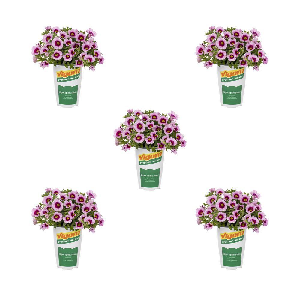 Vigoro 1.5 Pt. Calibrachoa Million Bells Aloha Nani Appleblossom Pink ...