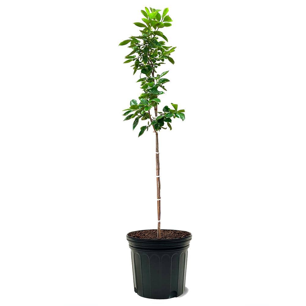 Saijo Persimmon Astringent Fruit Tree PERSAI07G - The Home Depot
