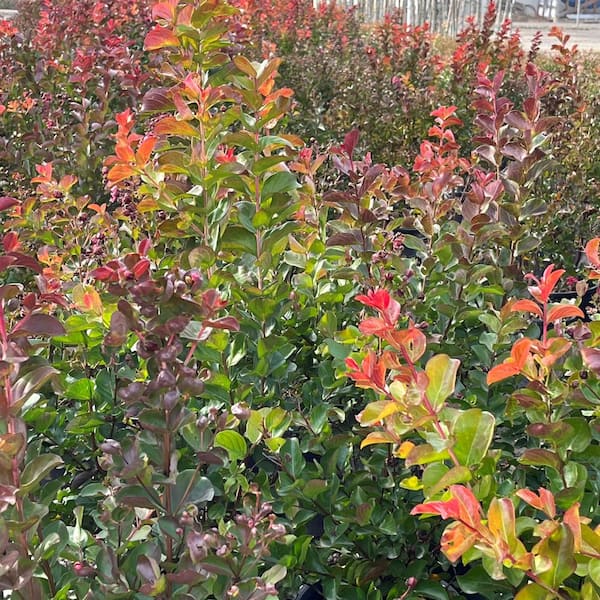 Alder & Oak #5 container 'Red Rocket' Crape Myrtle Tree LARM05 - The Home Depot
