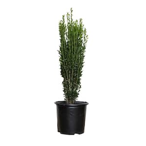 Online Orchards 1 Gal. Sky Pencil Japanese Holly Shrub Columnar ...