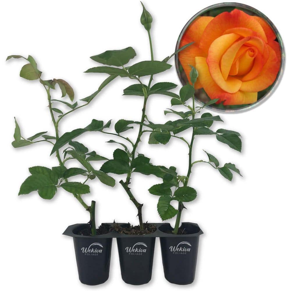 Wekiva Foliage Rio Samba Rose Bush-3 Live Starter Plants in 2 Inch Pots ...