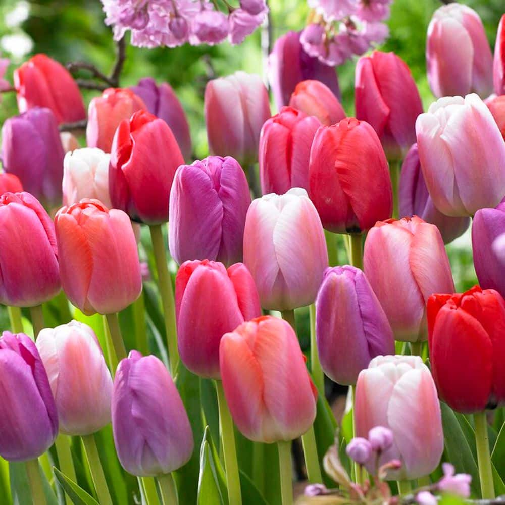 VAN ZYVERDEN Tulips Pride Mix Quantity Landscape Set of 1200 Bulbs ...