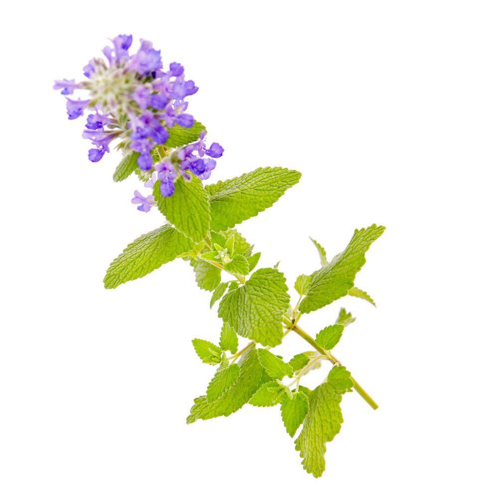 Proven Winners 0.65 Gal. Lemon Purrfection Catmint (Nepeta hybrid) Live ...