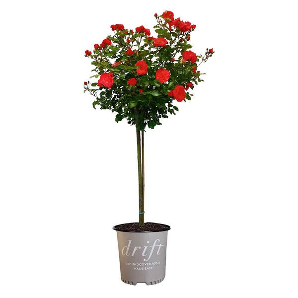Drift 3 Gal. Red Drift Rose Tree with Red Flowers 17141 - The Home Depot
