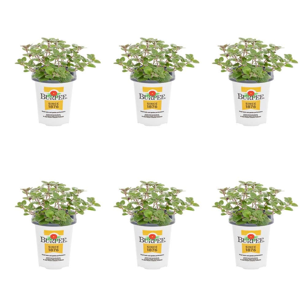 METROLINA GREENHOUSES 1 Pt. Oregano Hot and Spicy Green Herb Edible ...