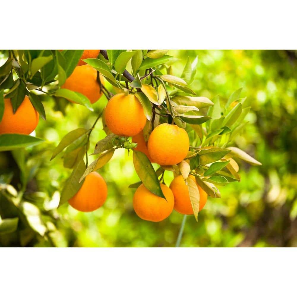 Wekiva Foliage Cara Cara Navel Orange Tree-Live Plant in a 1 Gallon Pot ...