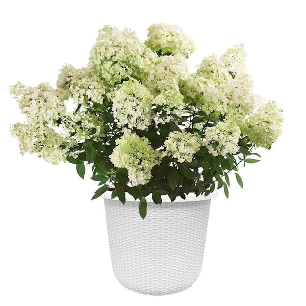 Reviews for PROVEN WINNERS 2 Gal. Bobo Hydrangea Shrub with White to ...