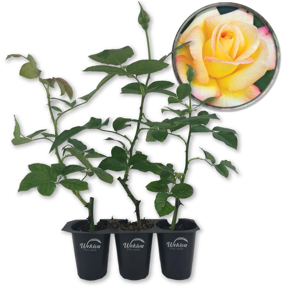 Wekiva Foliage Love and Peace Rose Bush-3 Live Starter Plants in 2 Inch ...