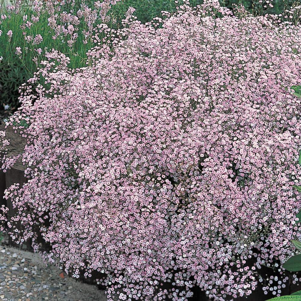 Reviews for DIRECT GARDENING Pink Flowering Baby's Breath (Gypsophilia ...