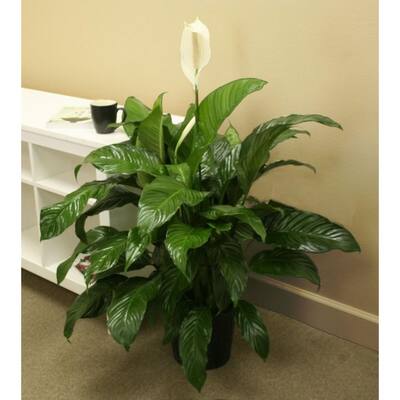 Low Light - Indoor Plants - Garden Center - The Home Depot