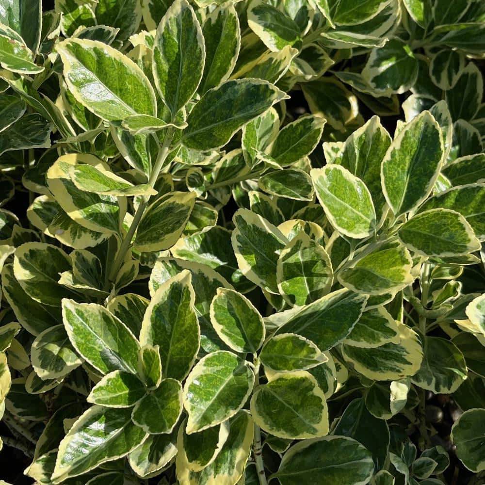 Alder & Oak #1 Container Silver Queen Variegated Euonymus Shrubs (4 ...