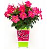 Rio 2 Qt. Dipladenia Flowering Annual Shrub with Pink Flowers 272468 ...