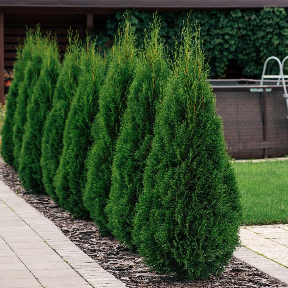 Reviews for national PLANT NETWORK 1 gal. Arborvitae Emerald Green ...