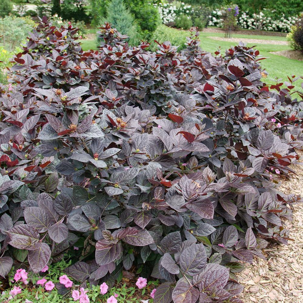 PROVEN WINNERS 1 gal. Red Zeppelin Sweetshrub (Calycanthus Floridus Var ...