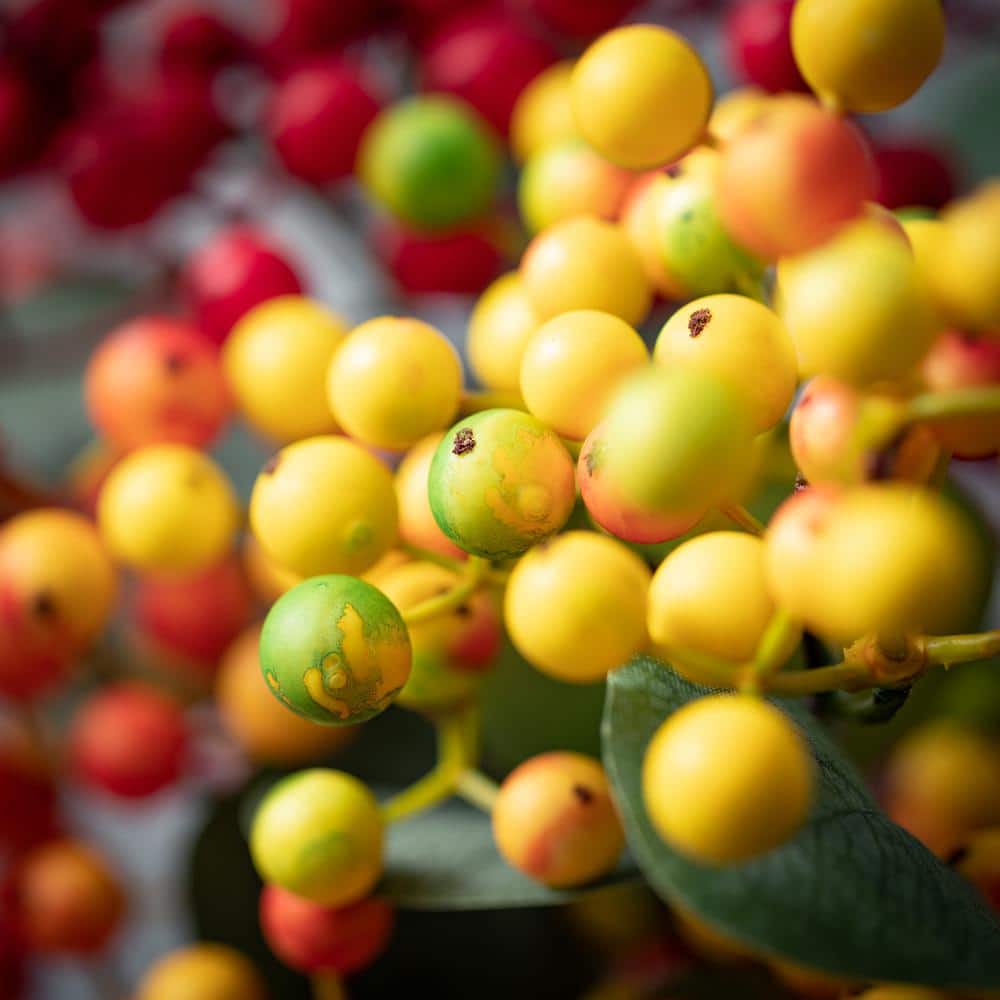 SULLIVANS 25" Artificial Brilliant-Hued Berry Stem - Set of 3 ...