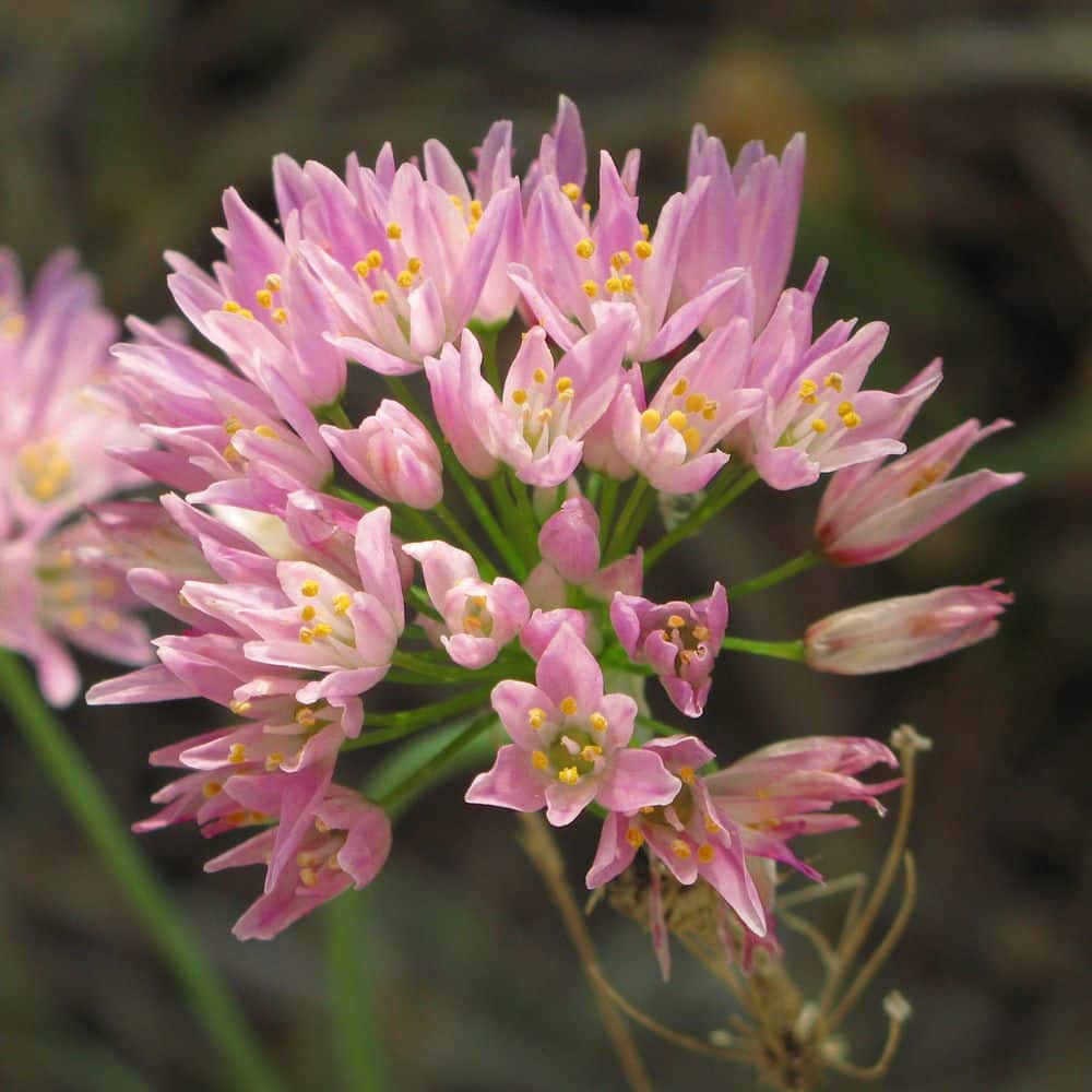 national PLANT NETWORK Allium Alpine Rosy Bells Bulbs (20-Pack) HD2552 ...