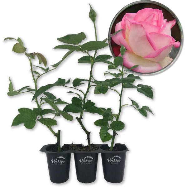 Wekiva Foliage Grace De Monaco Rose Bush -3 Live Starter Plants in 2 in ...